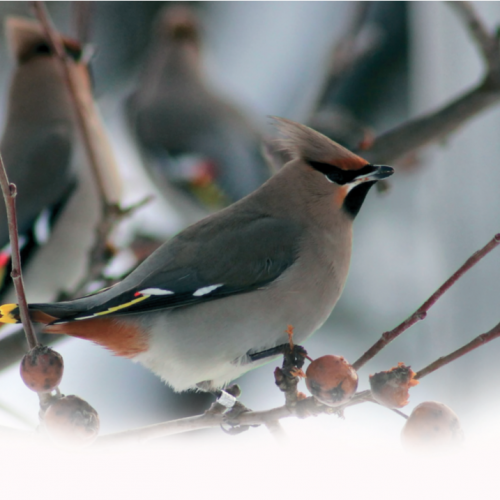 crane spotter - Cranleigh Magazine
