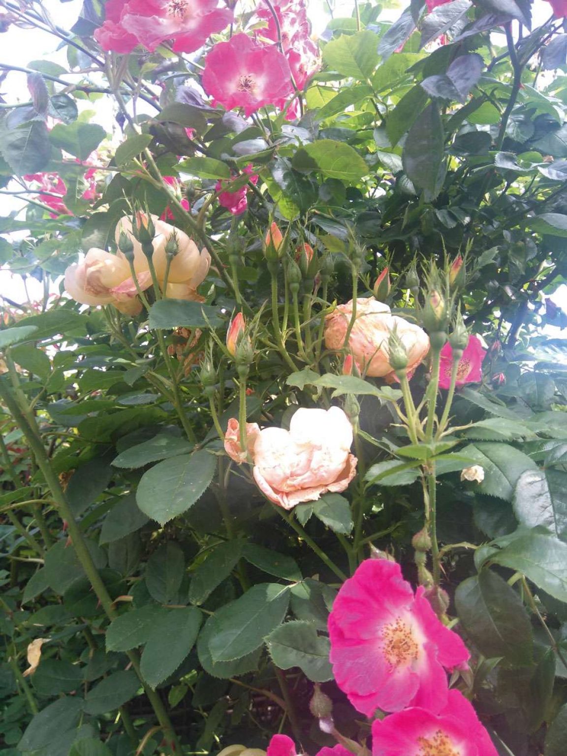 People Profile - Sharon Duggan - Musician & Sustainable Living Educator ...