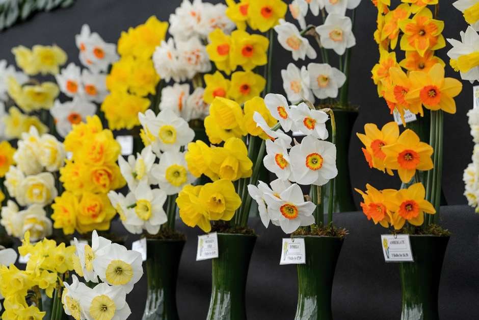 The Daffodil Show - Cranleigh Magazine