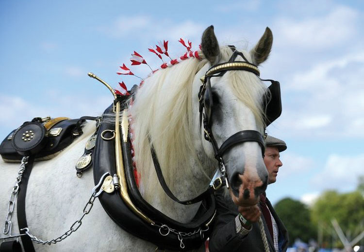 Cranleigh Show 2020 - Cranleigh Magazine