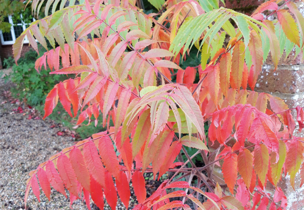 Garden Life - November 2020 - Gill Ford - Cranleigh Magazine