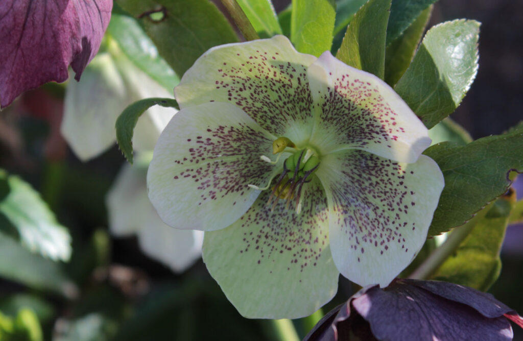 Garden Life - January 2021 - Gill Ford - Cranleigh Magazine