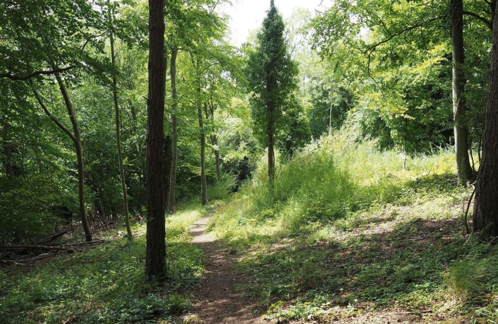 Counting Steps - Gomshall Mill and Netley Park Circular - AllTrails ...