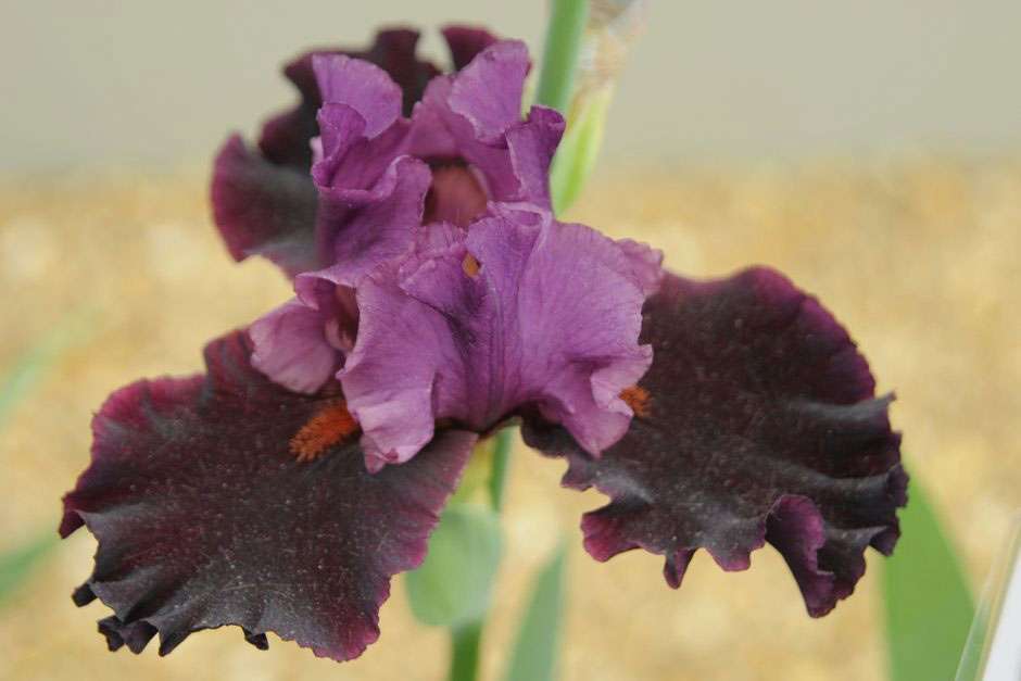 The British Iris Society Centenary Show - Cranleigh Magazine