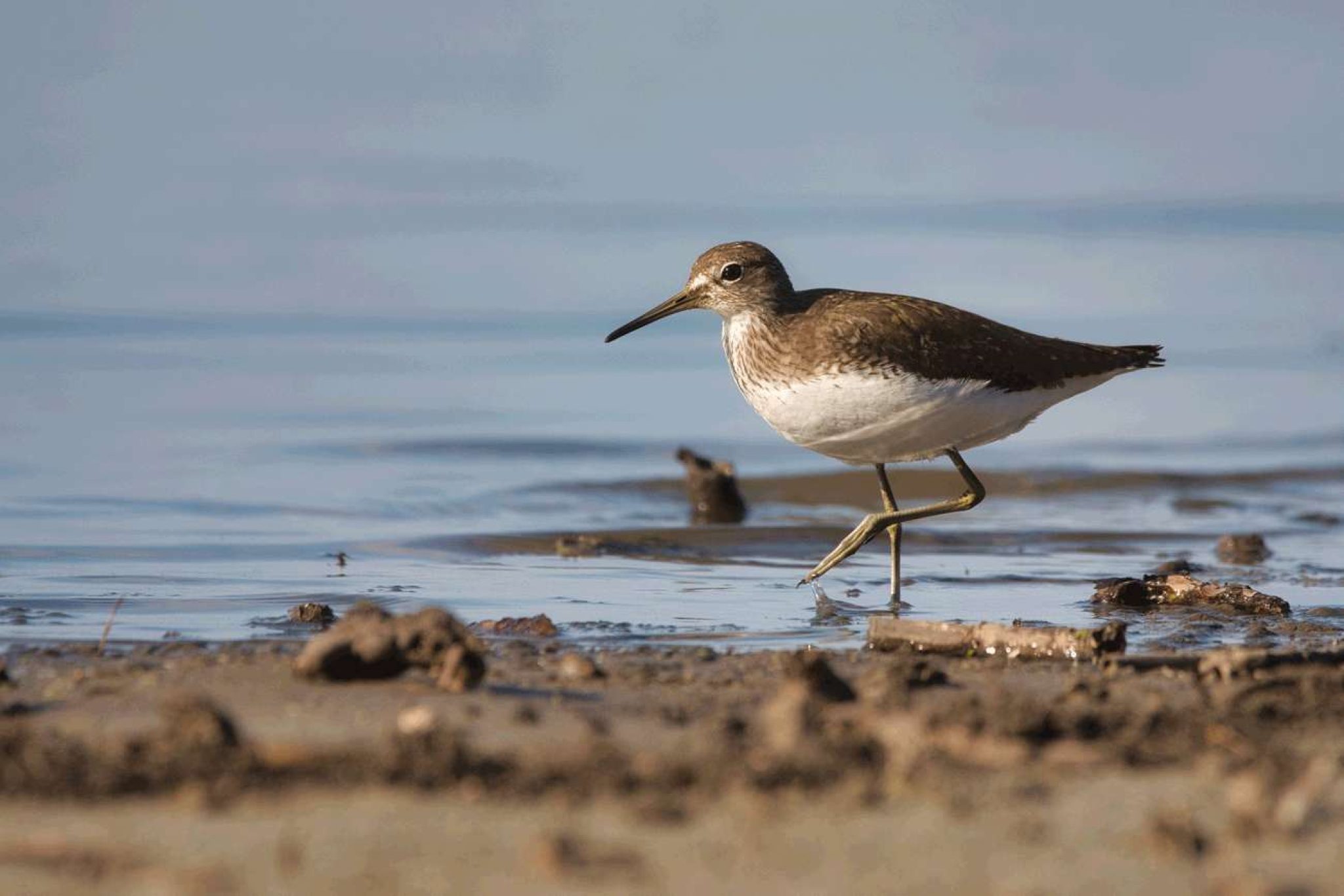 Crane Spotter - Following the Green Sand Way - Cranleigh Magazine