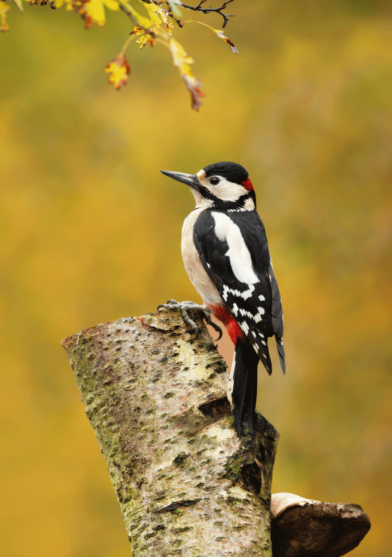 Crane Spotter: Racing for a Record Part 1 - Cranleigh Magazine