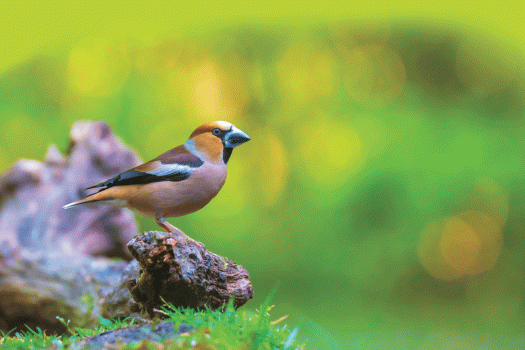 Crane Spotter: Finches pinched! - Cranleigh Magazine