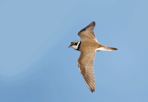 Crane Spotter: Plover lover's reward (Part 1) - Cranleigh Magazine