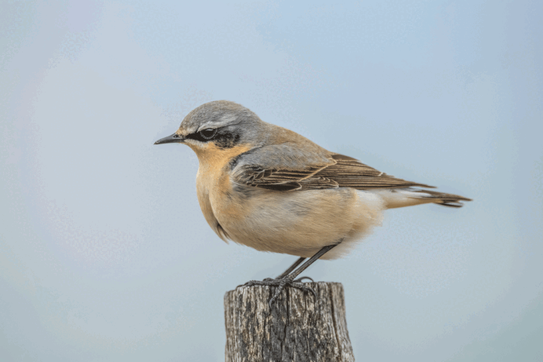Crane Spotter: Plover lover's reward (Part 1) - Cranleigh Magazine