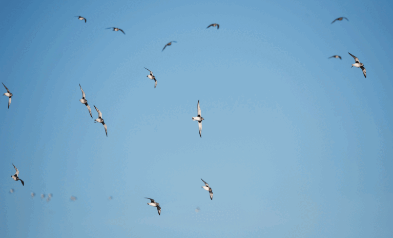 Crane Spotter: Plover lover's reward (Part 2) - Cranleigh Magazine