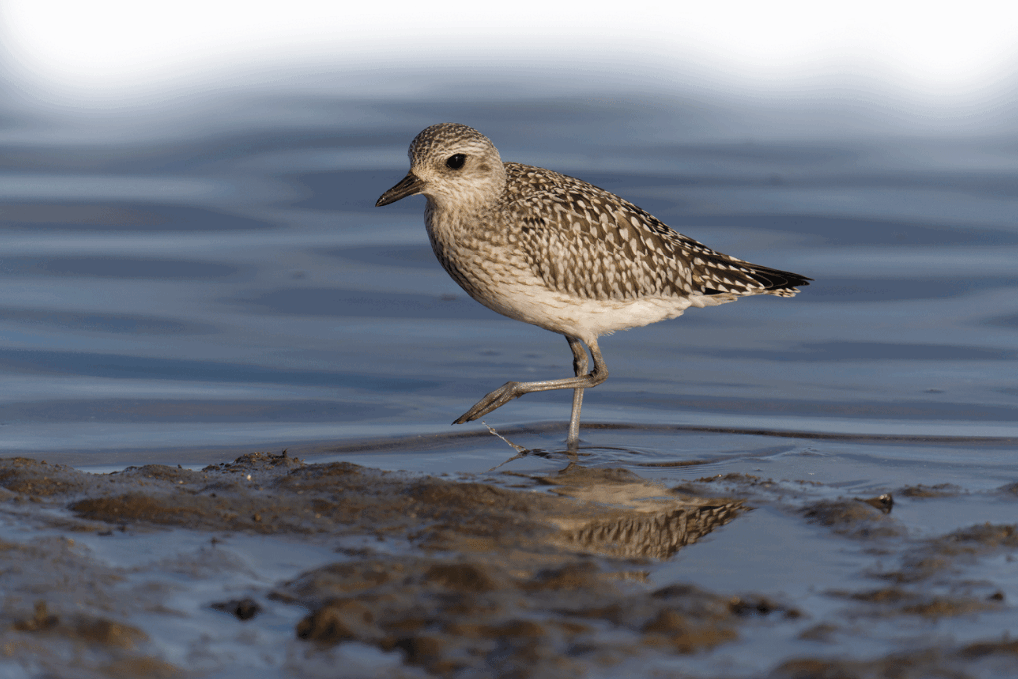 Crane Spotter: Plover lover's reward (Part 2) - Cranleigh Magazine