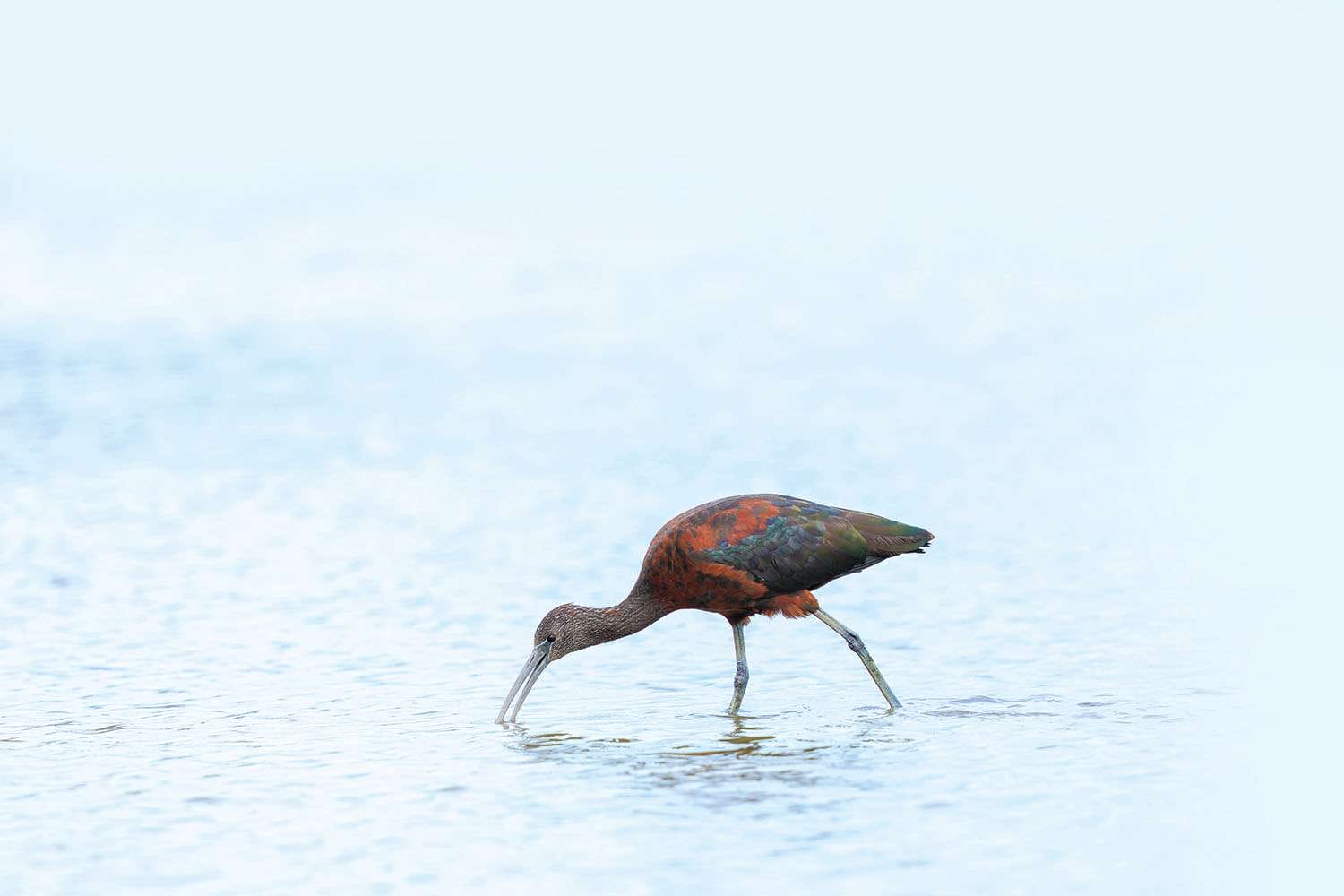 Crane Spotter - Glossy adds a dash of colour - Cranleigh Magazine